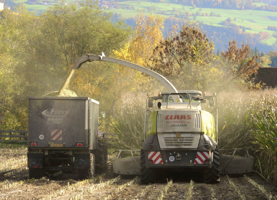 Types of corn silage and trace minerals affect dairy production